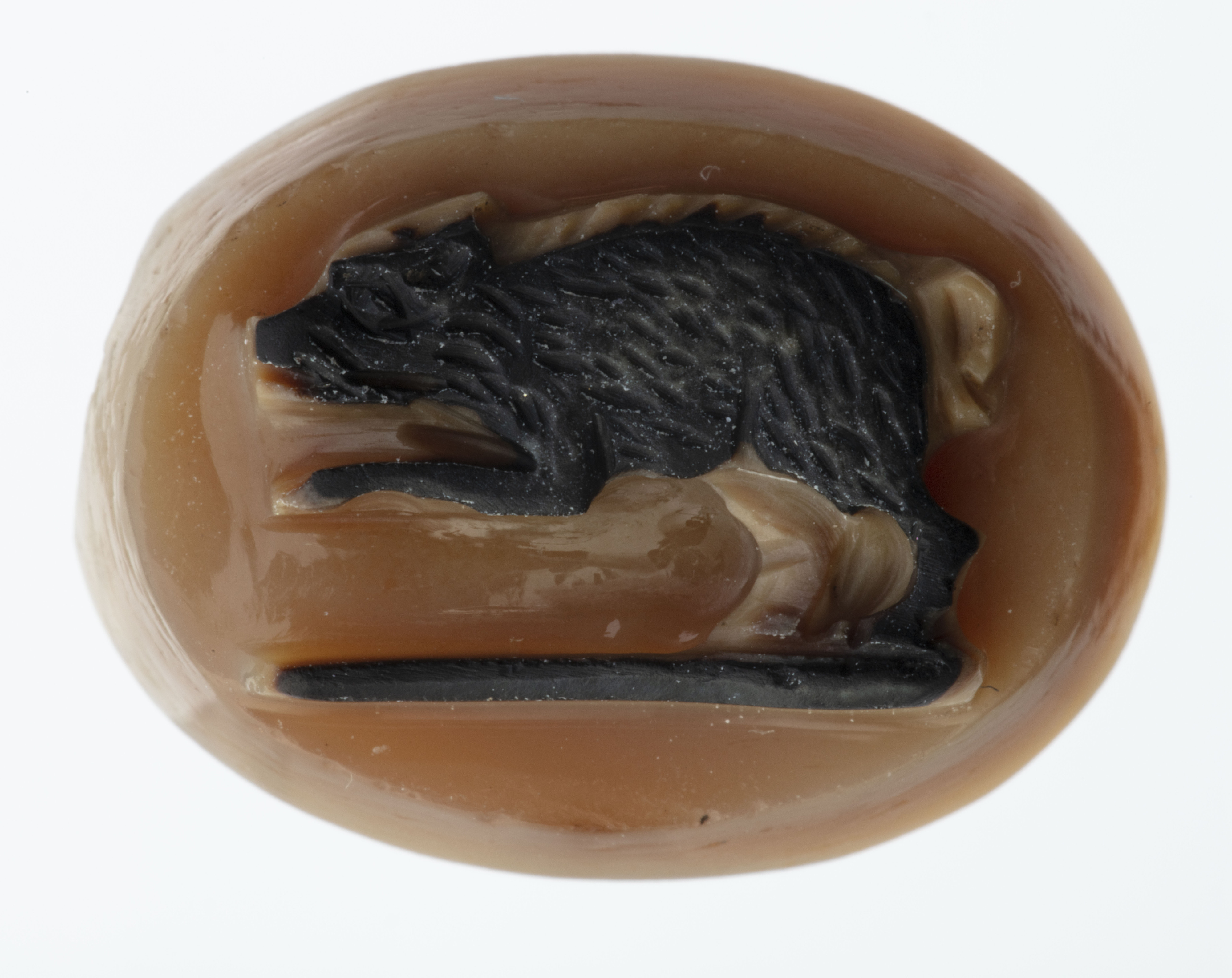 Dzik (?) | Muzeum Narodowe w Krakowie - zbiory cyfrowe